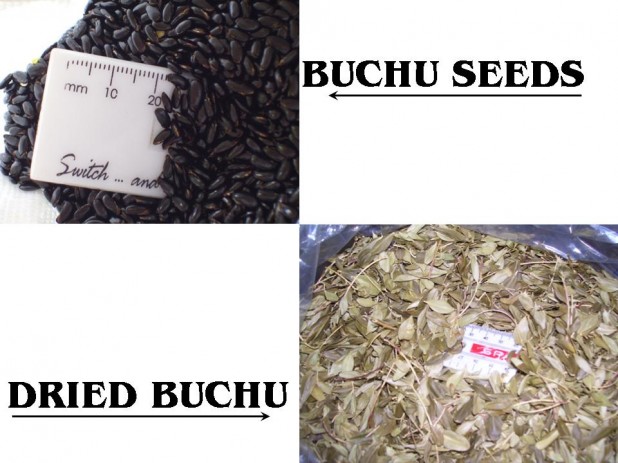 Buchu – Flenterskloof